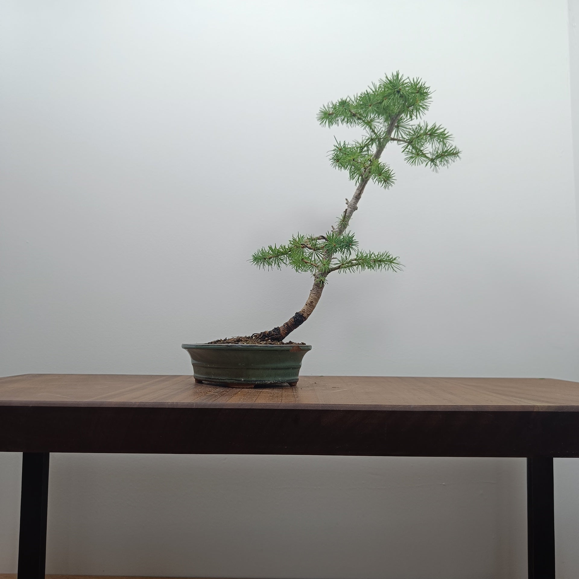 Trees – Zero Bonsai