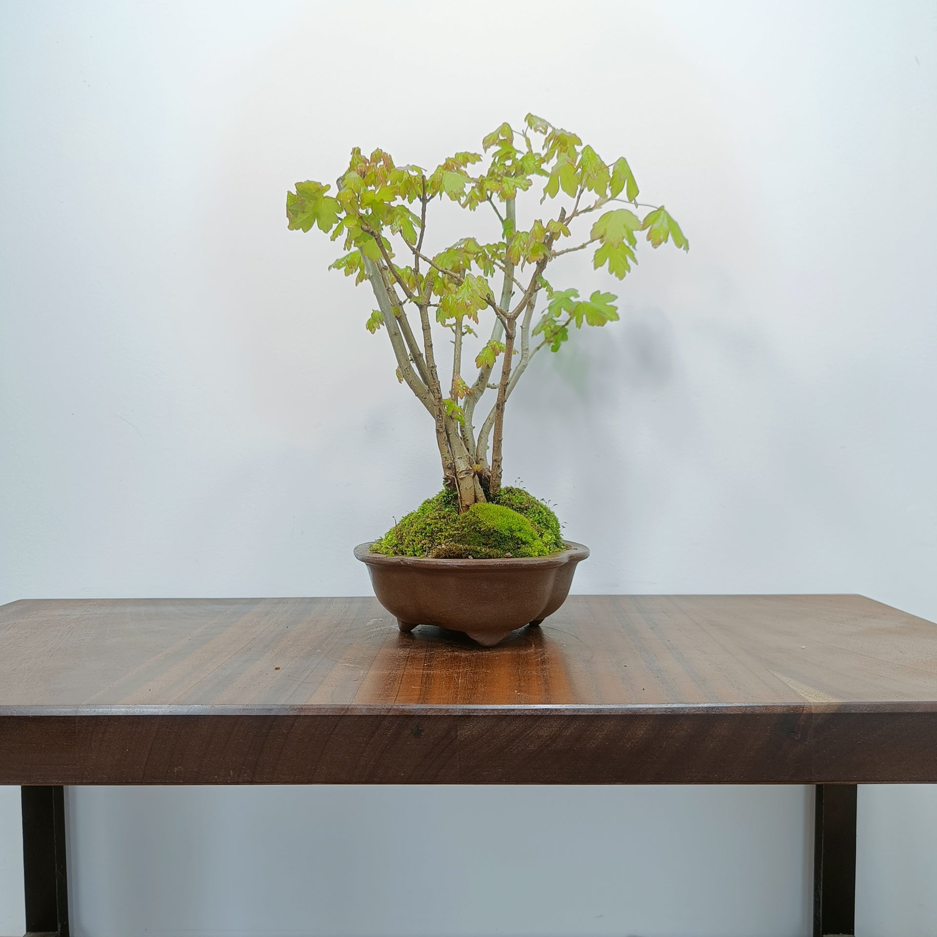 Field Maple 'Clump Style' Bonsai in Shallow Ceramic Dish – Zero Bonsai