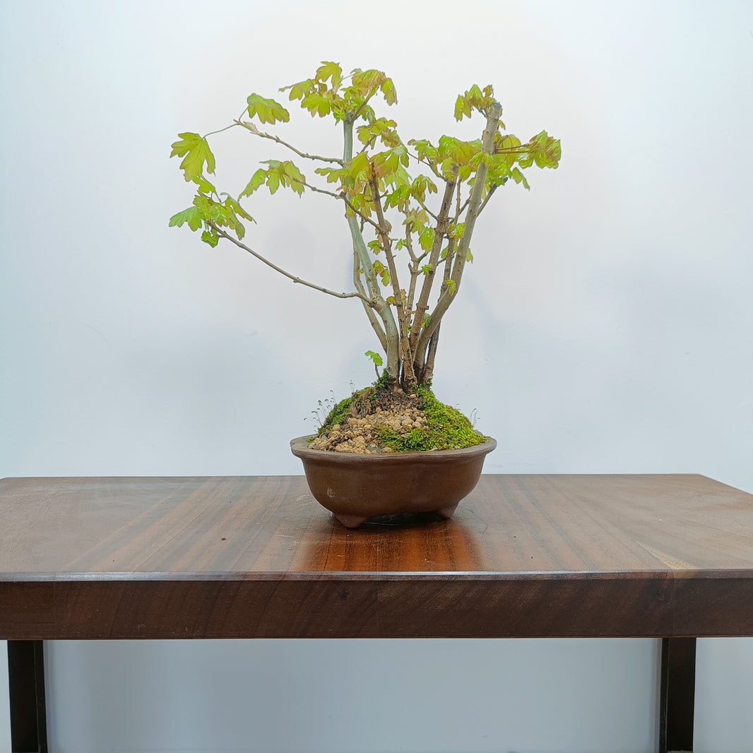 What is Kabudachi Bonsai? – Zero Bonsai