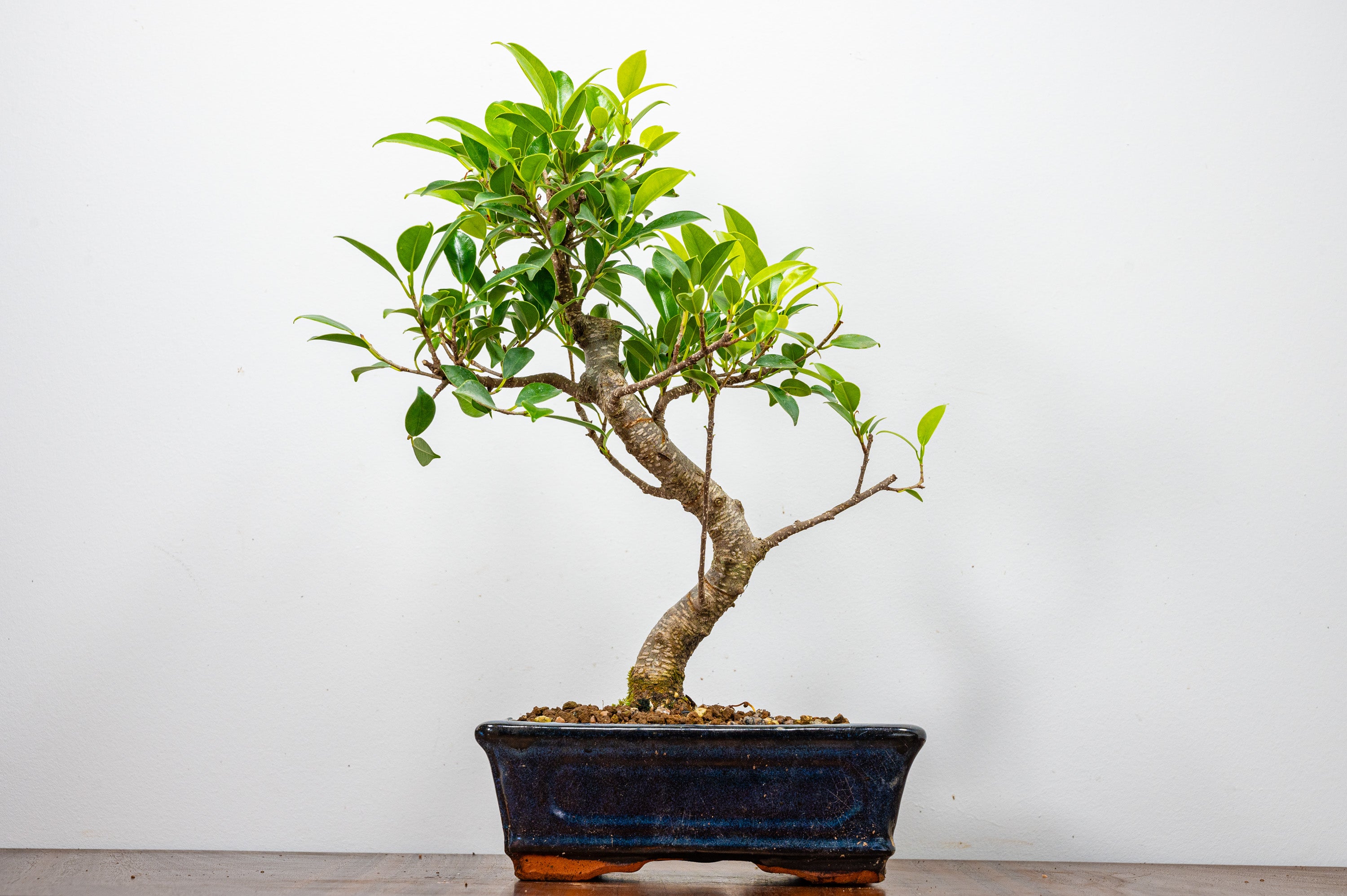 Banyan Fig Bonsai S Trunk - 20cm Blue Ceramic Pot – Zero Bonsai